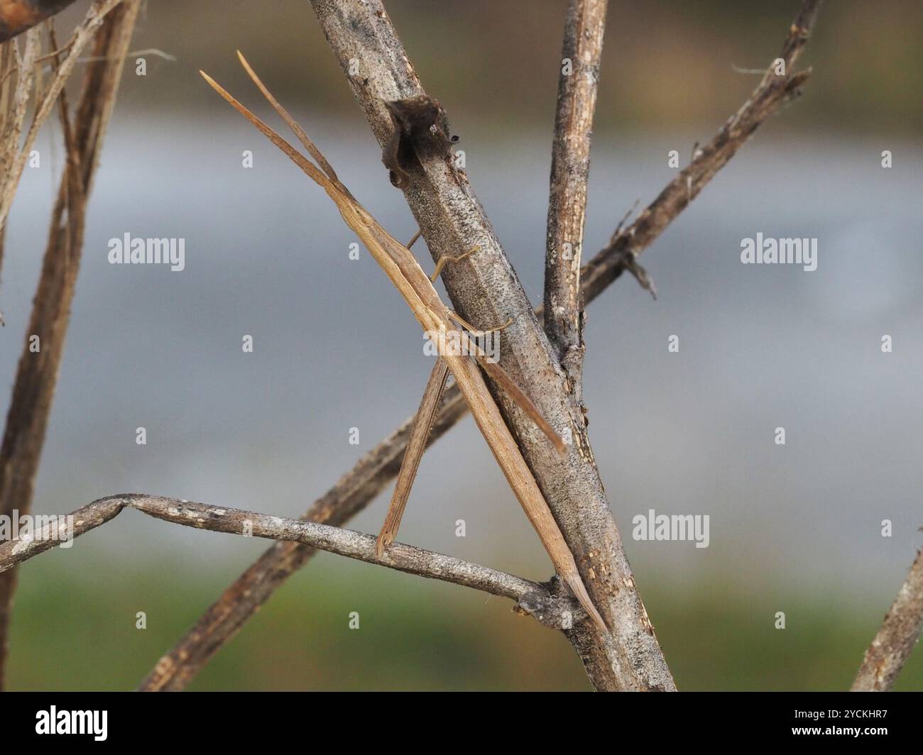 Long-headed Toothpick Grasshopper (Achurum carinatum) Insecta Stock ...