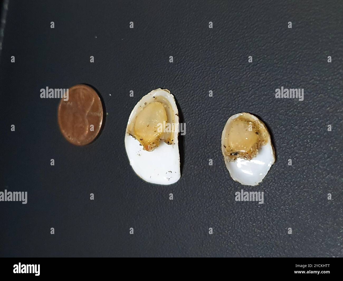 Eastern White Slippersnail (Crepidula plana) Mollusca Stock Photo - Alamy