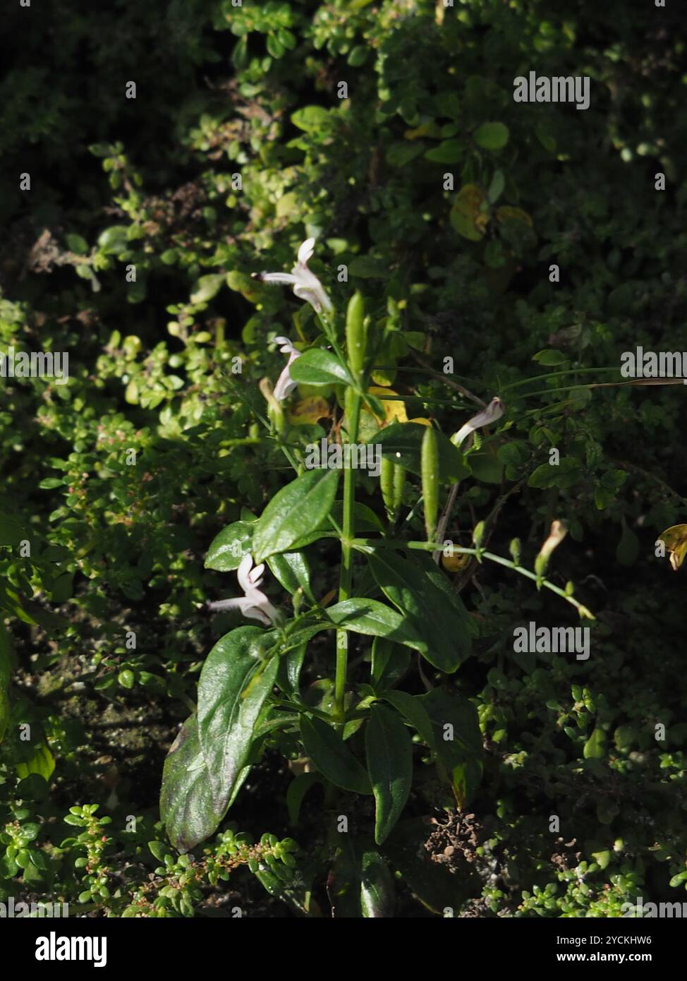 Green Chiretta (Andrographis paniculata) Plantae Stock Photo - Alamy