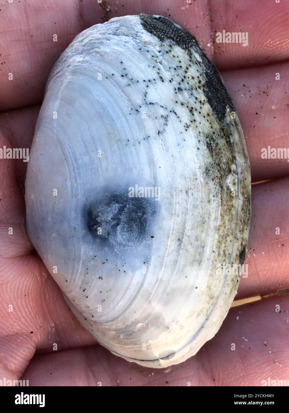 Pacific Littleneck Clam (Leukoma staminea) Mollusca Stock Photo - Alamy