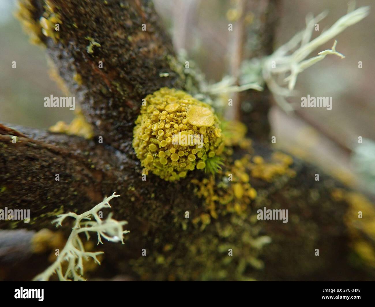 Pin-cushion Sunburst Lichen (Polycauliona polycarpa) Fungi Stock Photo ...