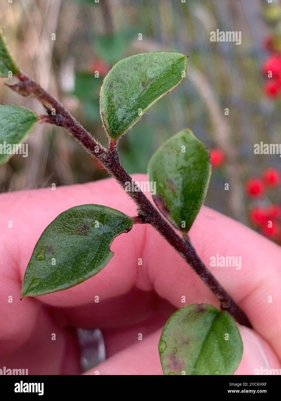 Cotoneaster simonsii hi-res stock photography and images - Alamy