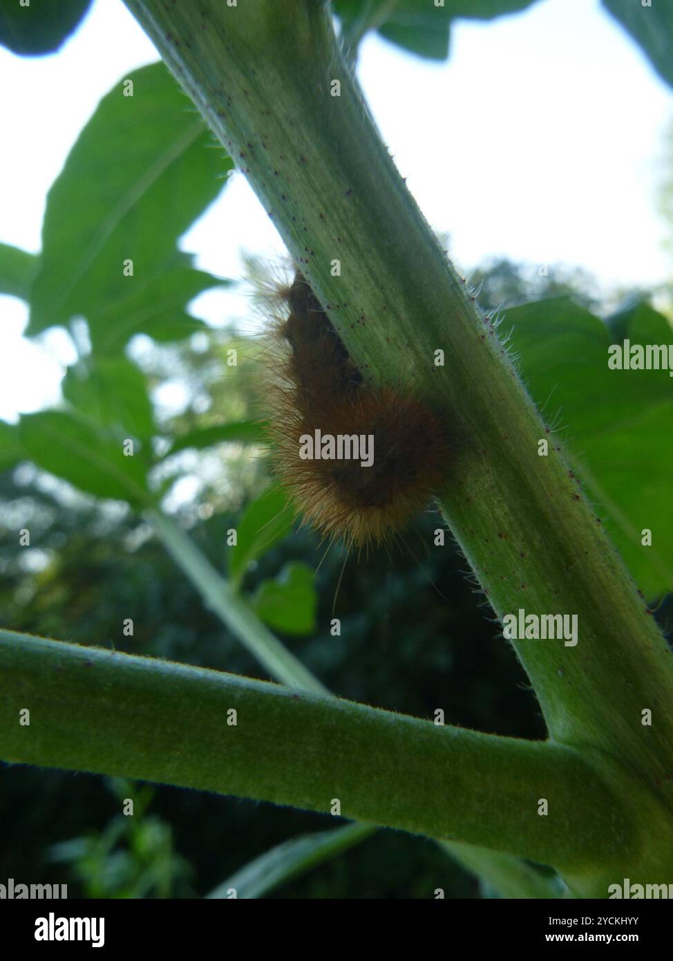 Spilosoma insecta hi-res stock photography and images - Alamy