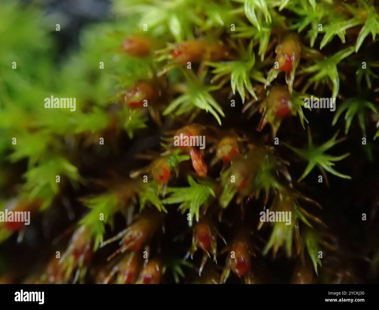 Papillose Bloom Moss (Schistidium papillosum) Plantae Stock Photo - Alamy