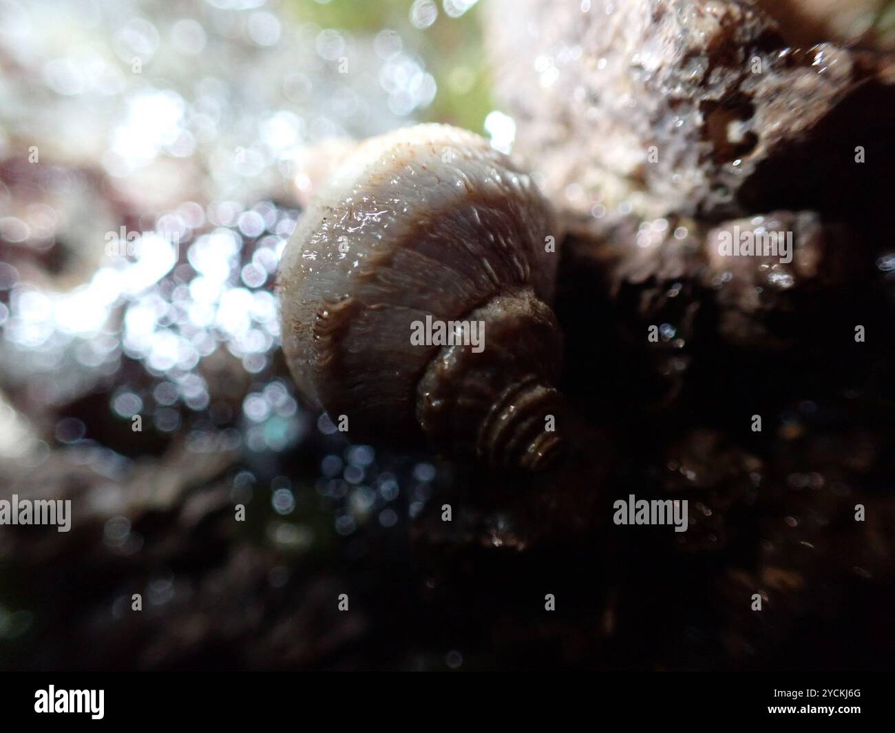 Frilled Dogwinkle (Nucella lamellosa) Mollusca Stock Photo - Alamy