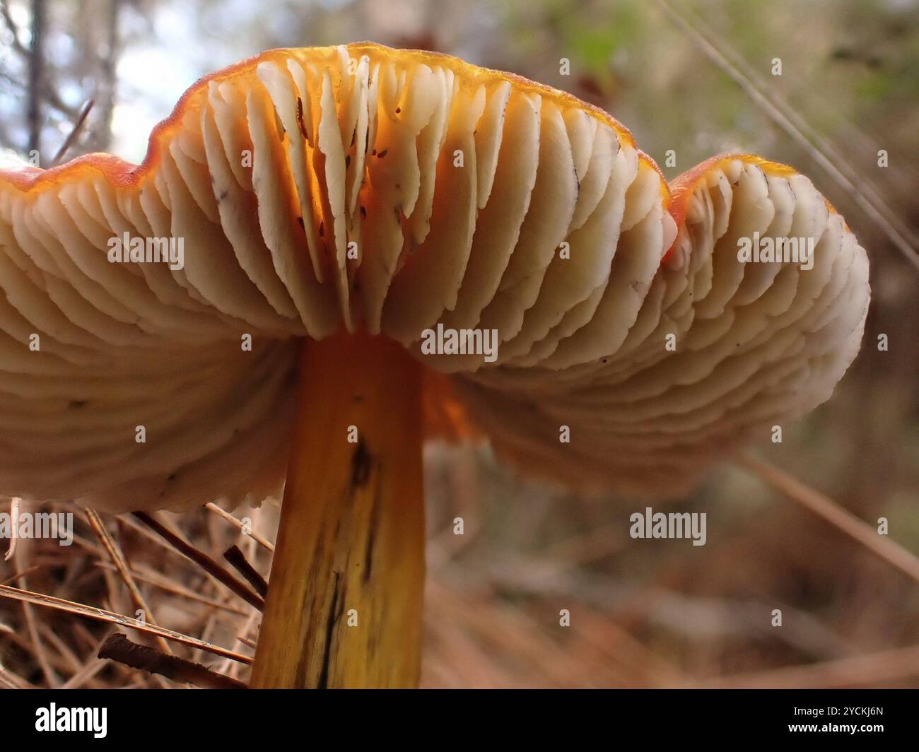 Witch's Hat (Hygrocybe conica) Fungi Stock Photo - Alamy