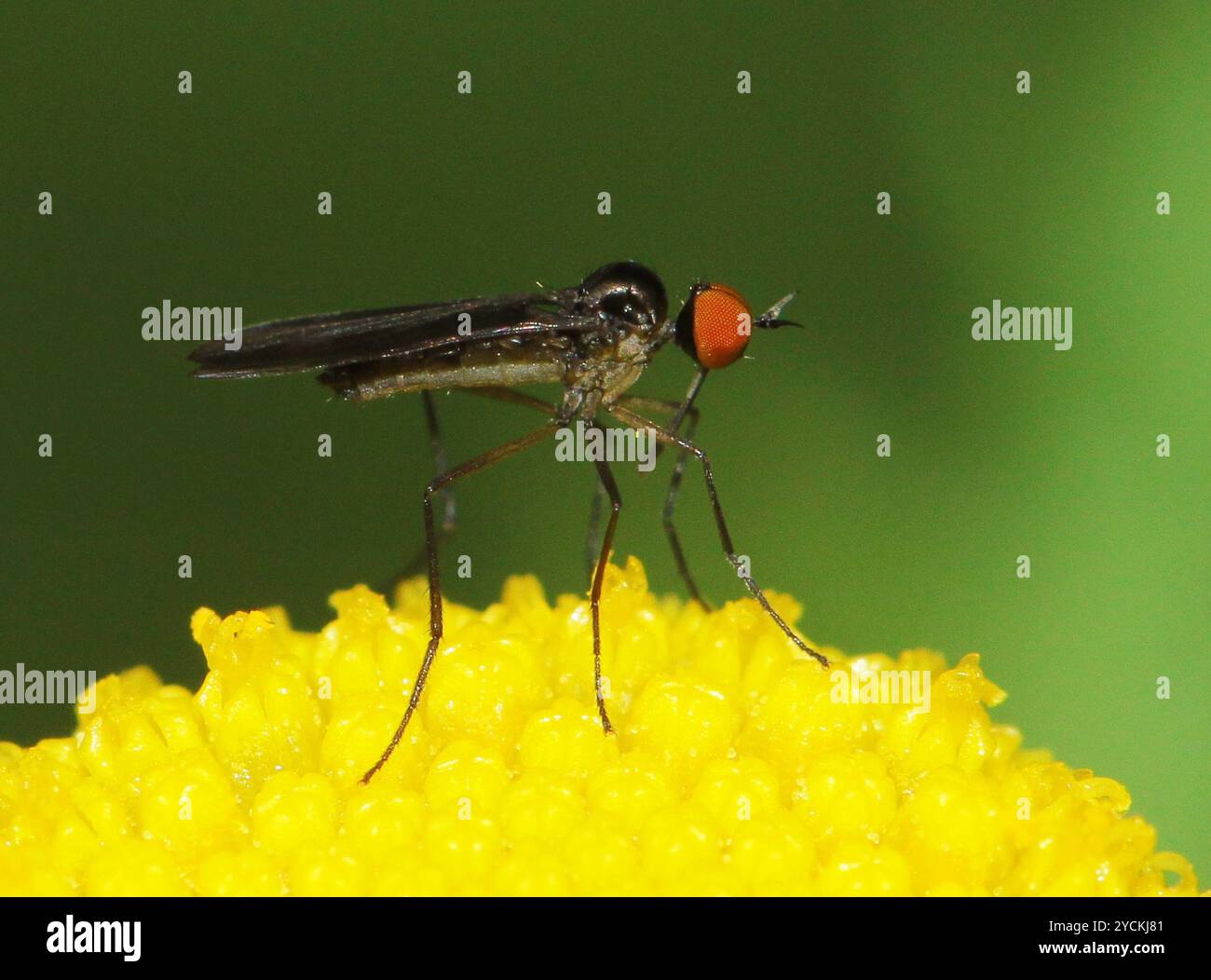 Dance Flies, Long-legged Flies, and Allies (Empidoidea) Insecta Stock ...