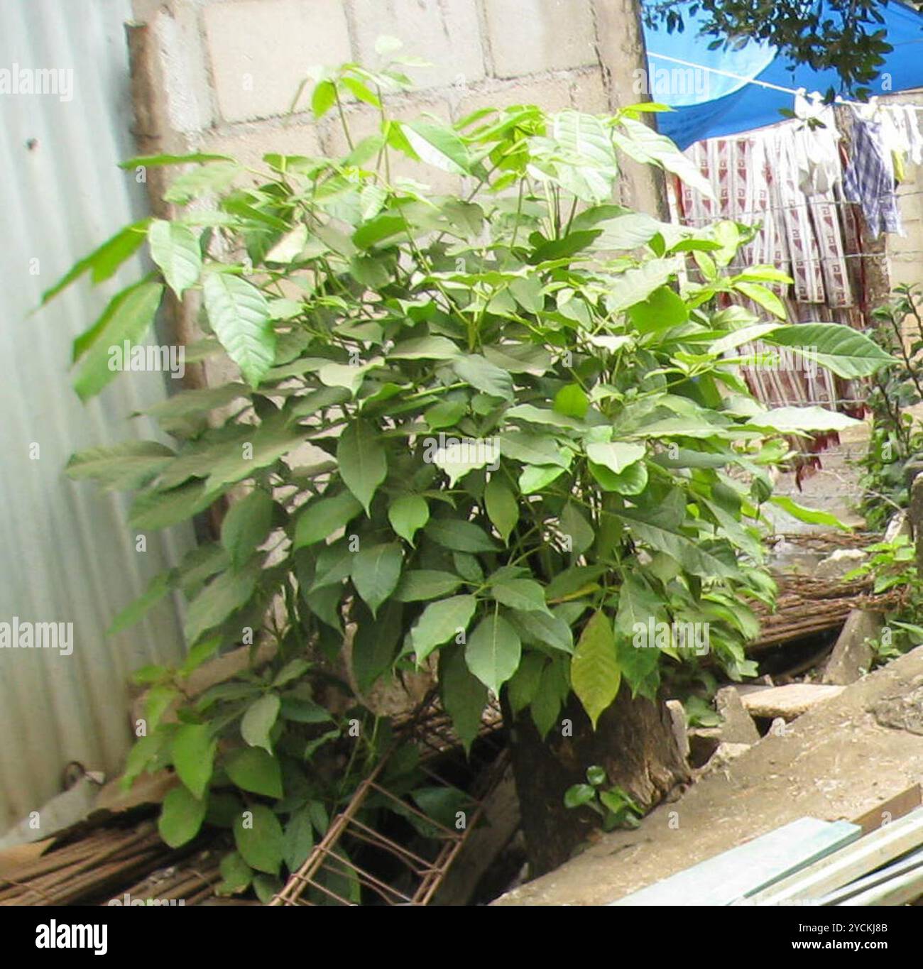 Pink poui (Tabebuia rosea) Plantae Stock Photo - Alamy