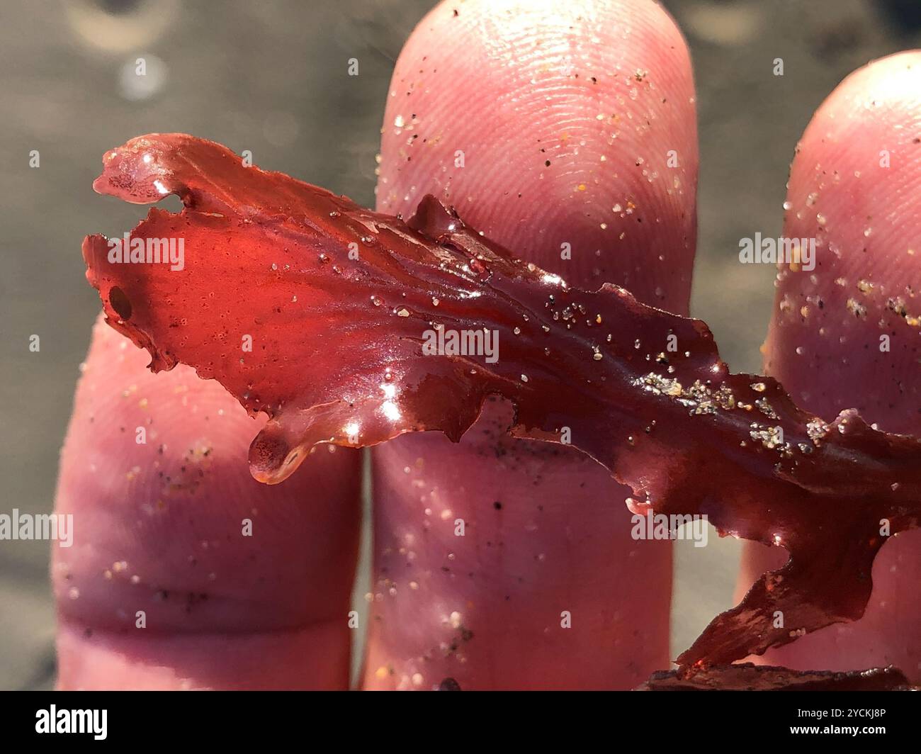 Grape Tongue (Cryptopleura ruprechtiana) Plantae Stock Photo - Alamy