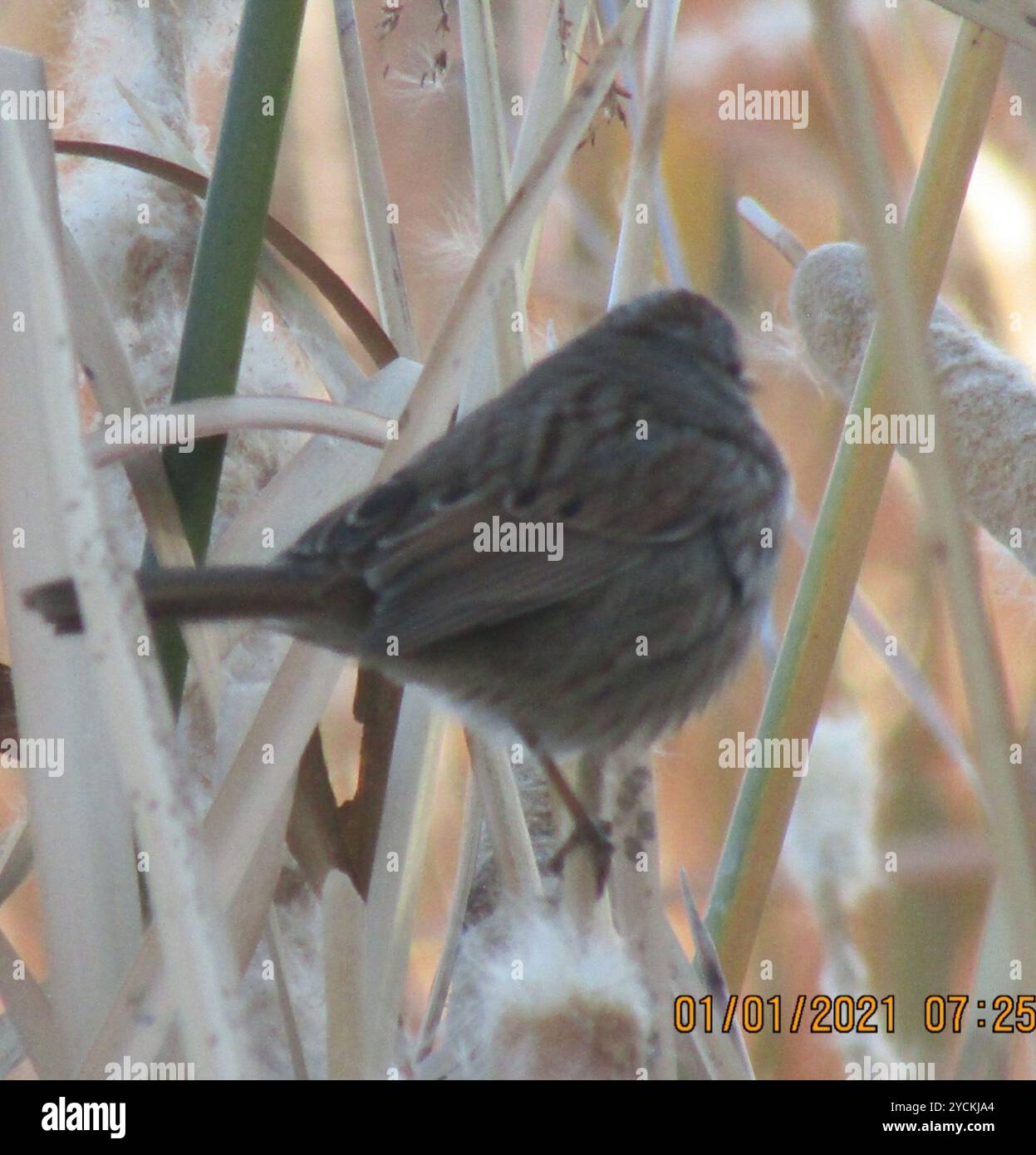 Lincoln's Sparrow (Melospiza lincolnii) Aves Stock Photo - Alamy