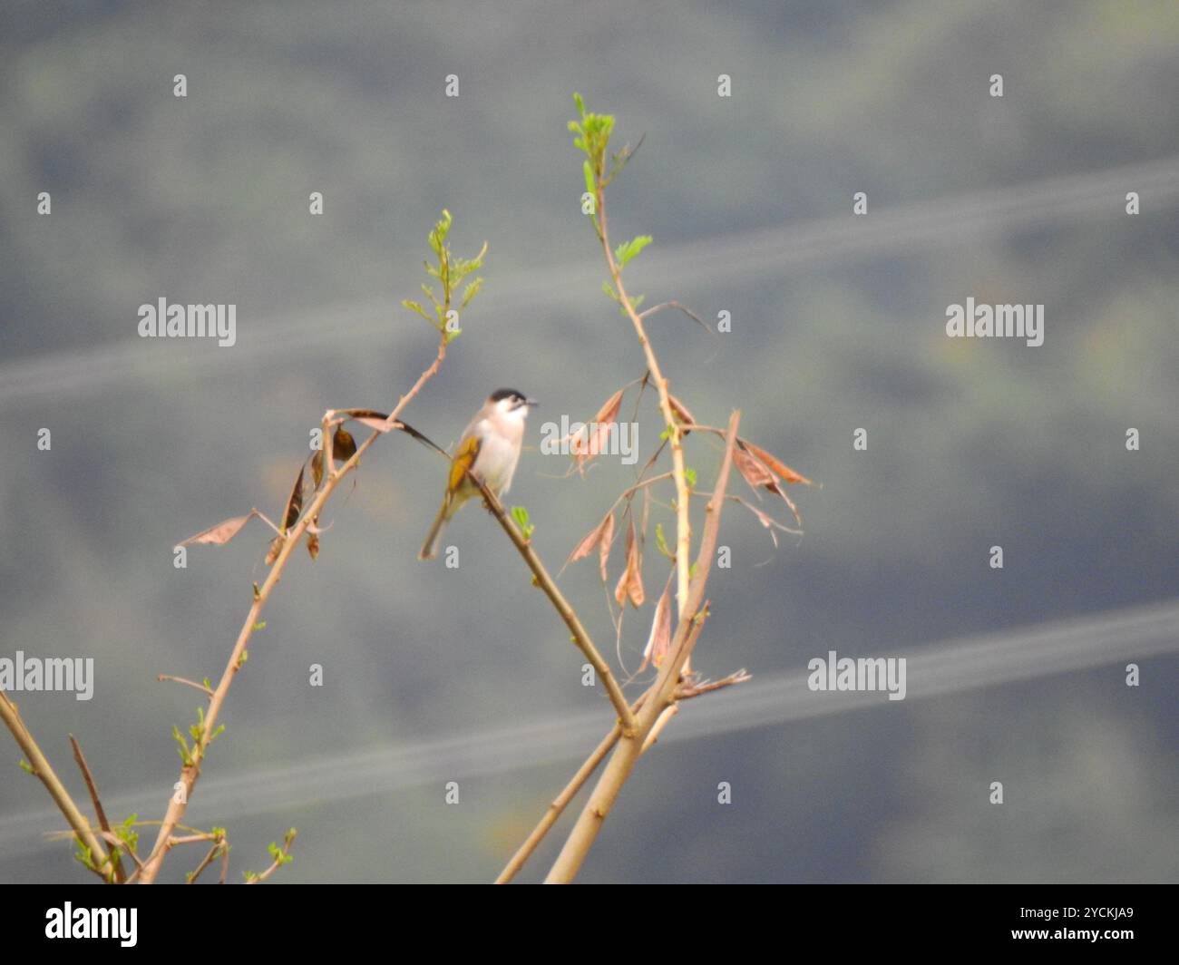 Styan's Bulbul (Pycnonotus taivanus) Aves Stock Photo - Alamy