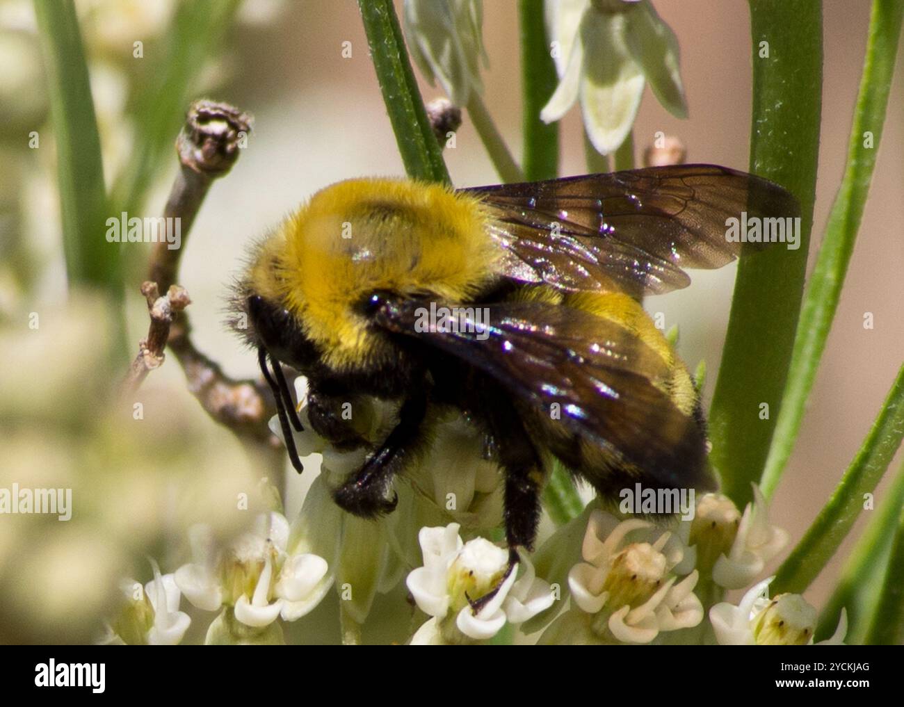 Morrison's Bumble Bee (Bombus morrisoni) Insecta Stock Photo - Alamy