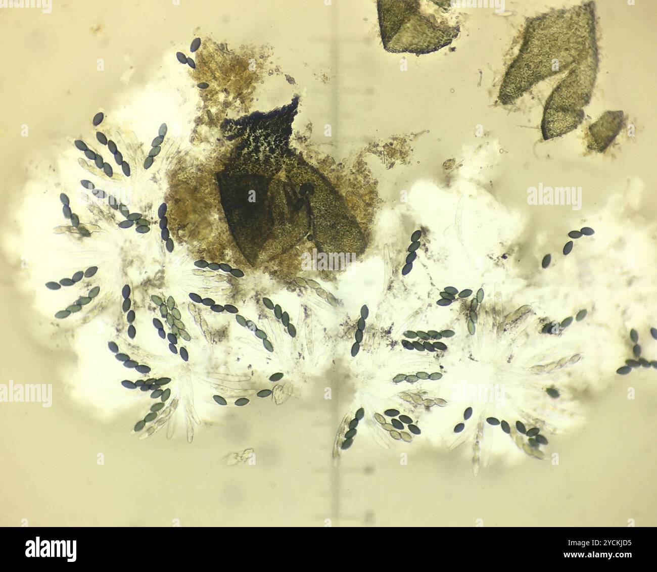 (Podospora anserina) Fungi Stock Photo - Alamy
