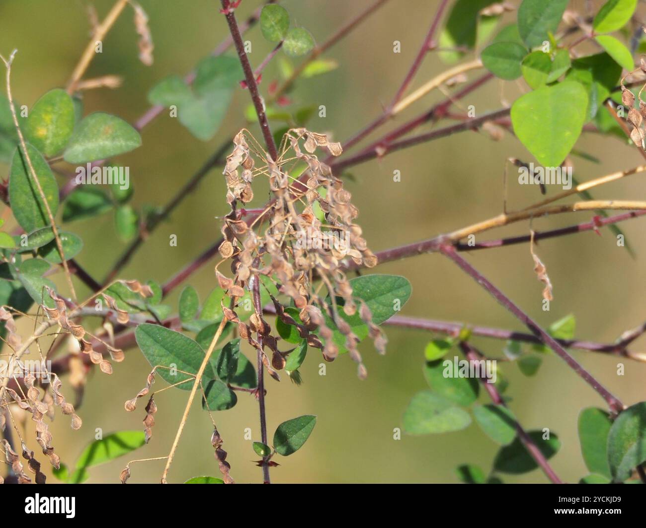 Florida beggarweed (Desmodium tortuosum) Plantae Stock Photo - Alamy