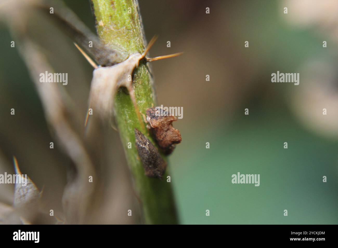 Keeled treehopper hi-res stock photography and images - Alamy
