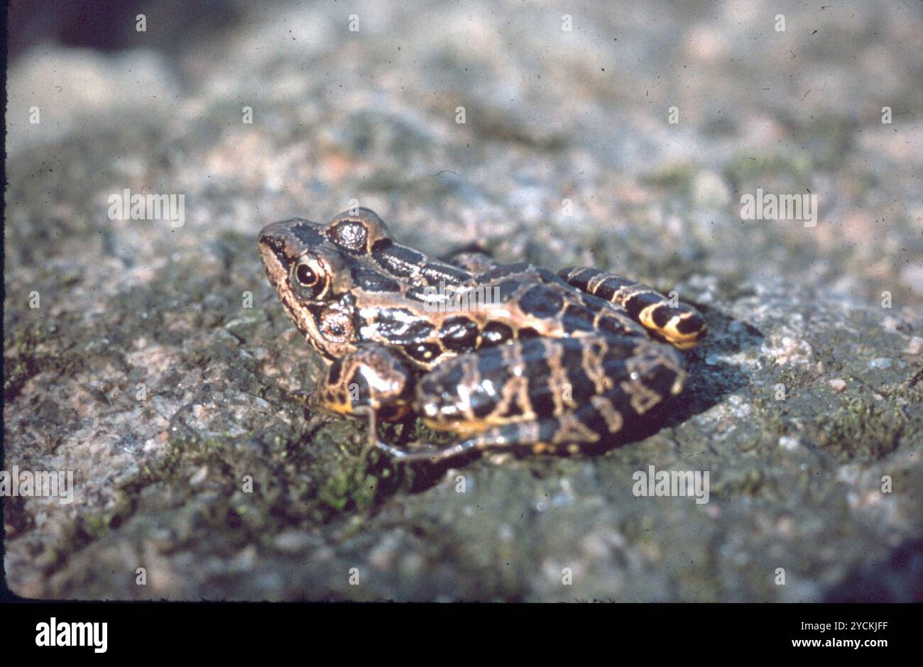 Pickerel Frog (Lithobates palustris) Amphibia Stock Photo - Alamy