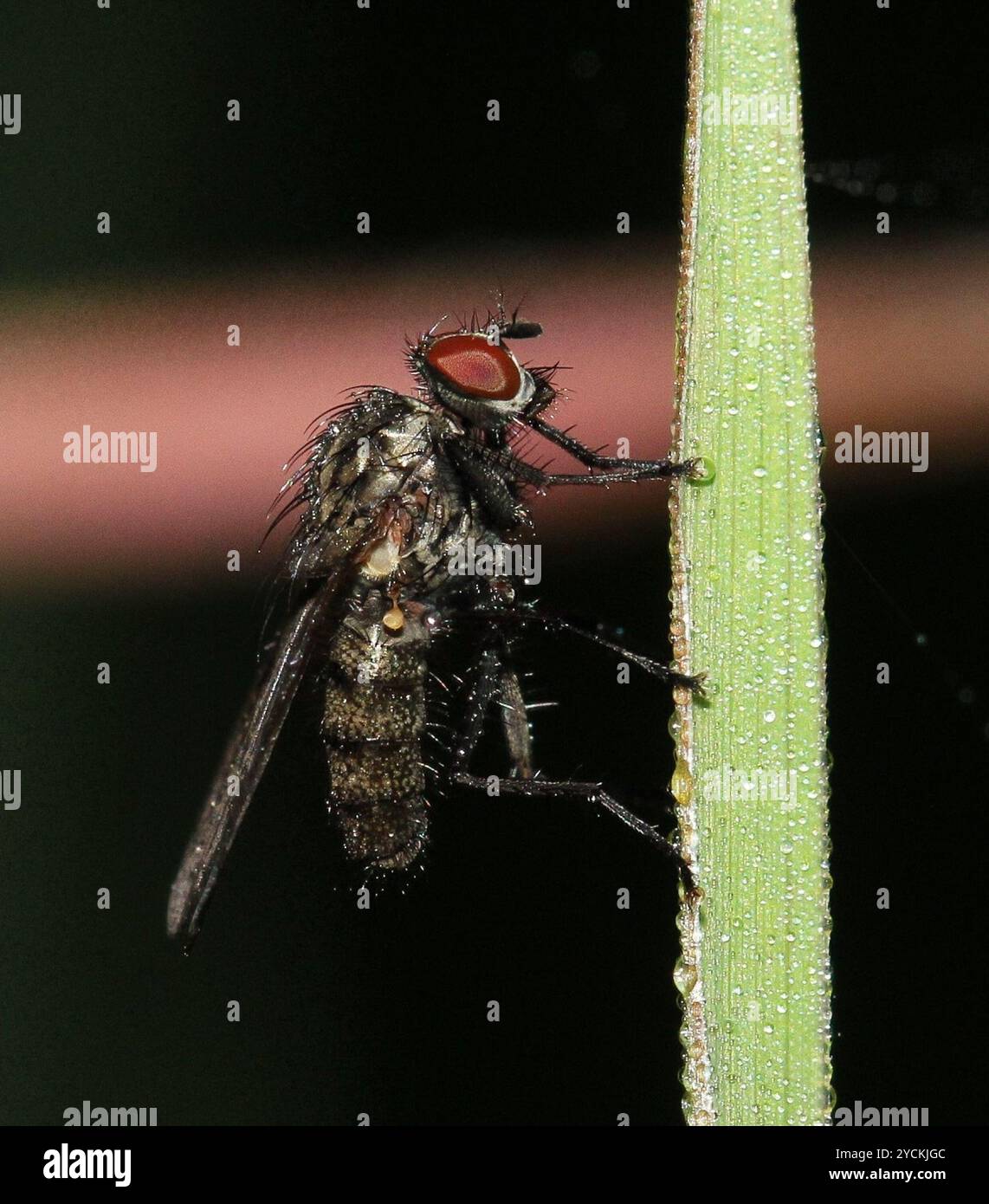 Root-maggot Flies (Anthomyiidae) Insecta Stock Photo - Alamy