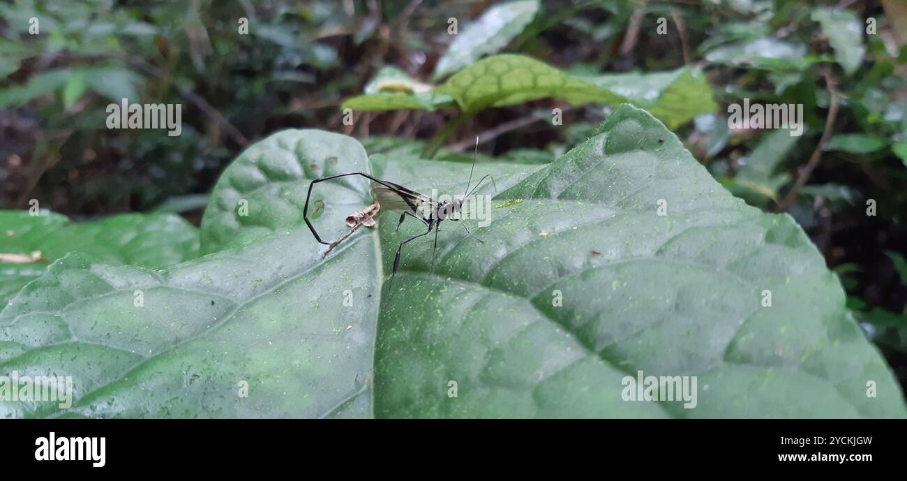 American Pelecinid Wasp (Pelecinus polyturator) Insecta Stock Photo - Alamy