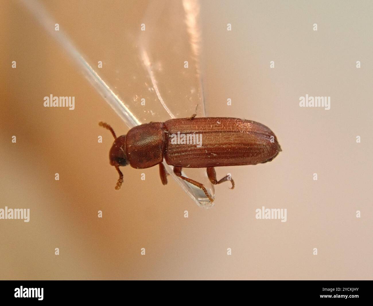 Tribolium castaneum hi-res stock photography and images - Alamy