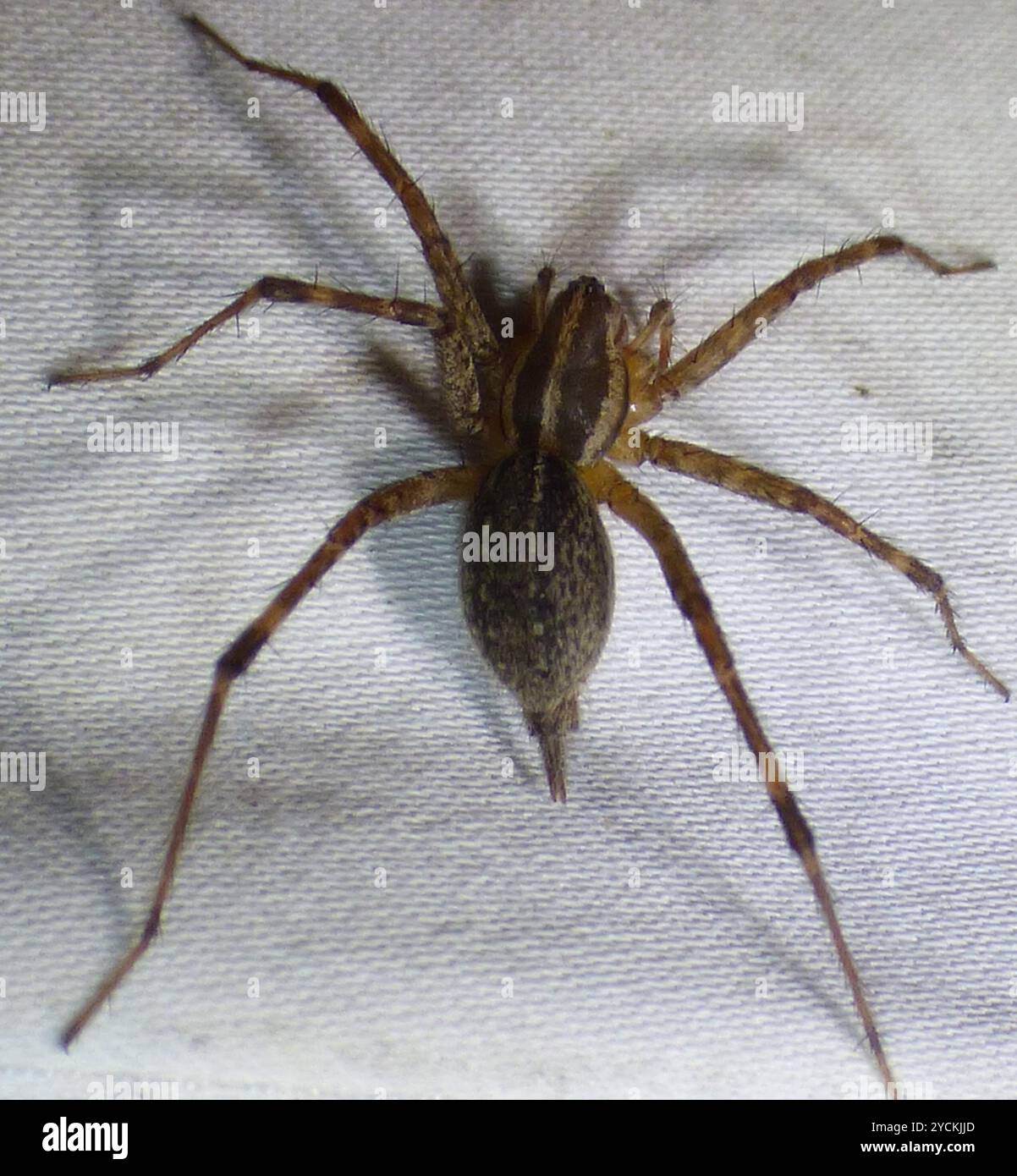 Grass Spiders (Agelenopsis) Arachnida Stock Photo - Alamy