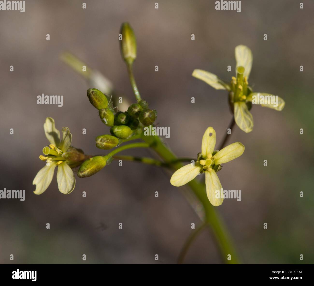 Saharan Mustard (Brassica tournefortii) Plantae Stock Photo - Alamy