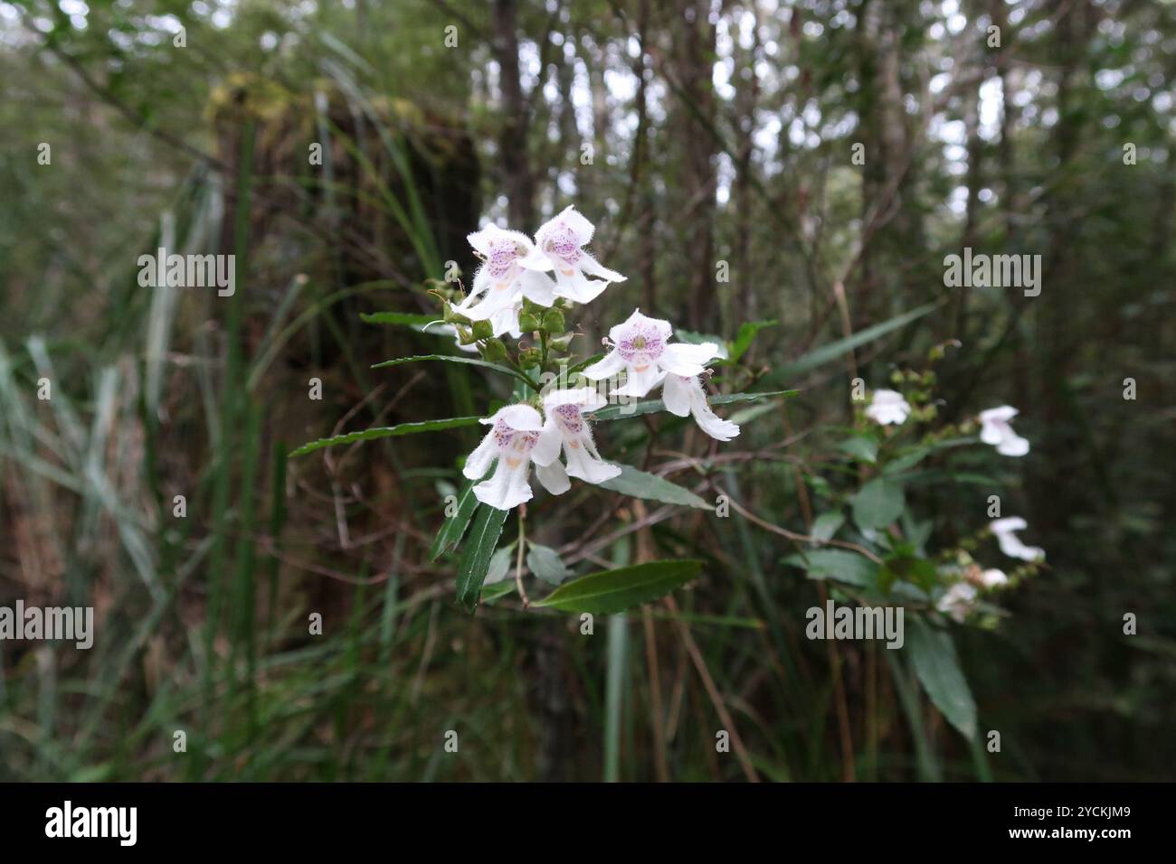 Christmas Bush (Prostanthera lasianthos) Plantae Stock Photo - Alamy
