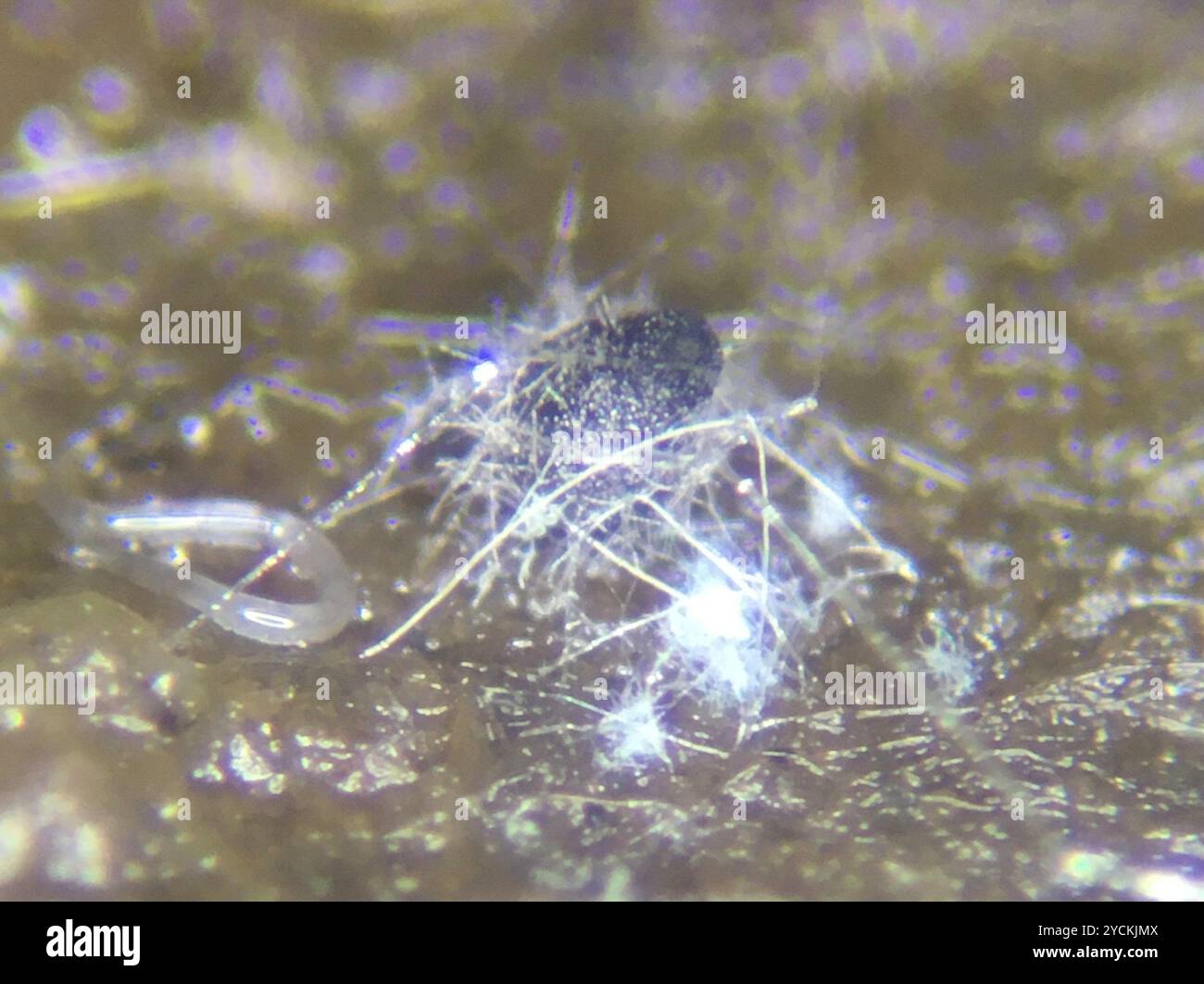 Sordaria hi-res stock photography and images - Alamy