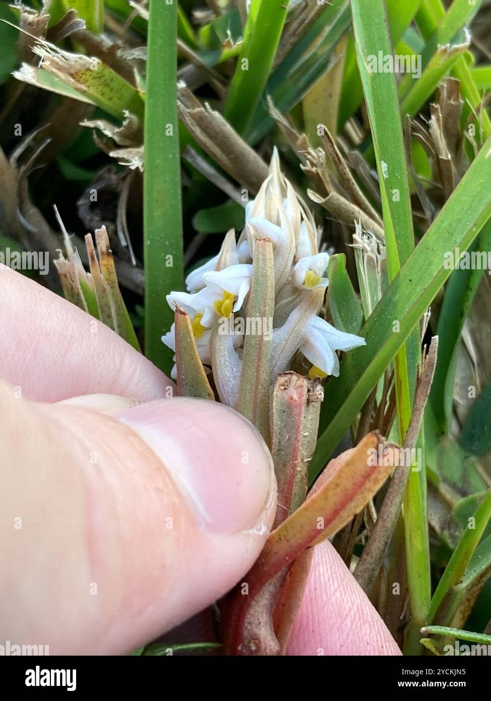 centipede grass orchid (Zeuxine strateumatica) Plantae Stock Photo - Alamy