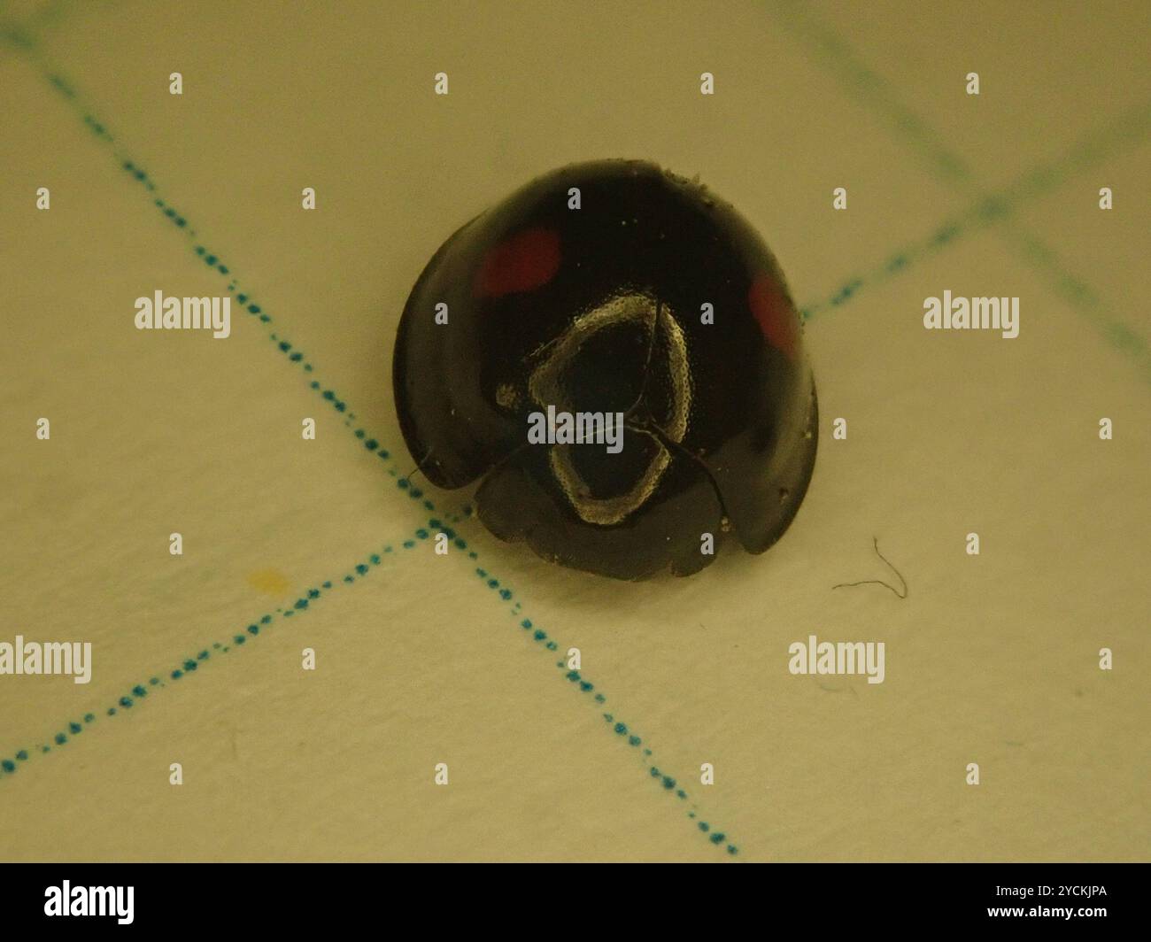 Scale-feeding Lady Beetles (Chilocorinae) Insecta Stock Photo - Alamy