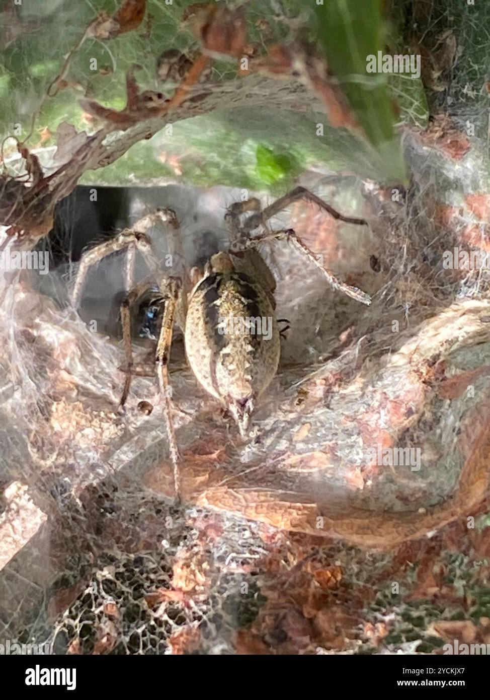 Labyrinth spider (Agelena labyrinthica) Arachnida Stock Photo - Alamy