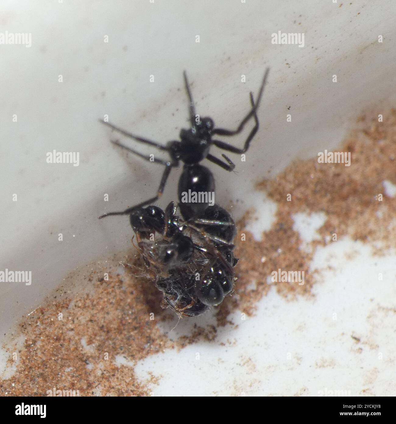 Ant-eating Spiders (Euryopis) Arachnida Stock Photo - Alamy