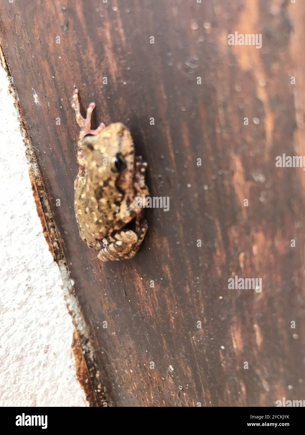 Argentine Snouted Tree Frog (Scinax granulatus) Amphibia Stock Photo ...