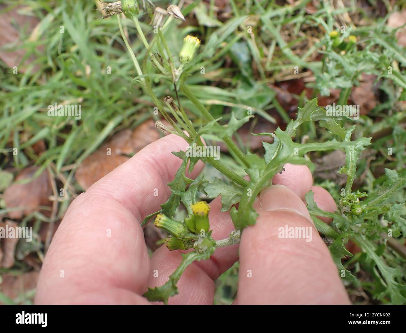 common groundsel (Senecio vulgaris) Plantae Stock Photo - Alamy