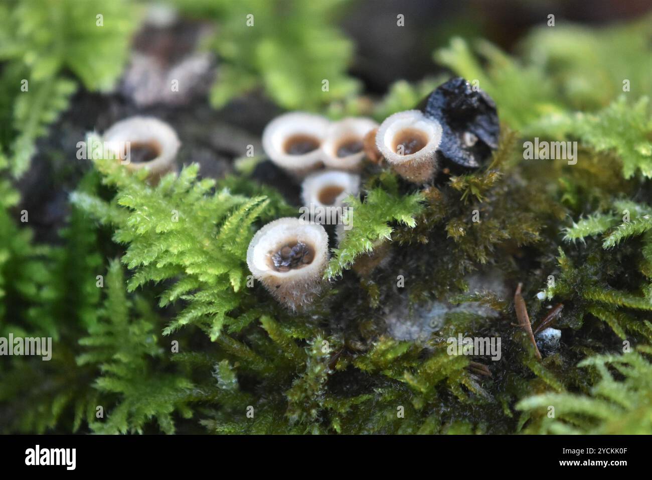 woolly bird's nest fungus (Nidula niveotomentosa) Fungi Stock Photo - Alamy
