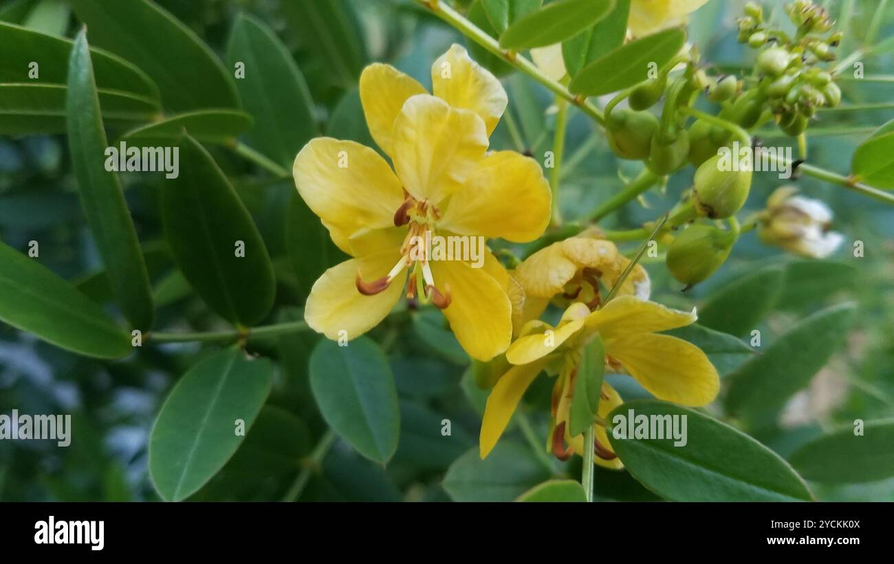 Chapman's wild sensitive plant (Senna chapmanii) Plantae Stock Photo ...