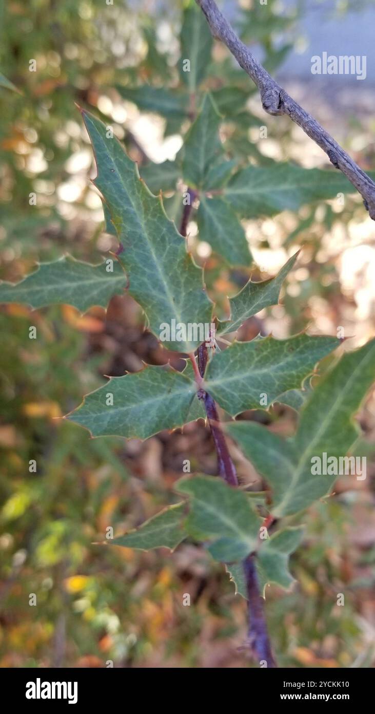 Nevin's barberry (Berberis nevinii) Plantae Stock Photo - Alamy