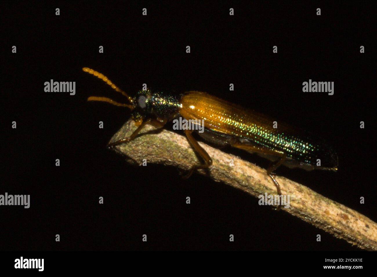 (Strongylium ustulatum) Insecta Stock Photo - Alamy