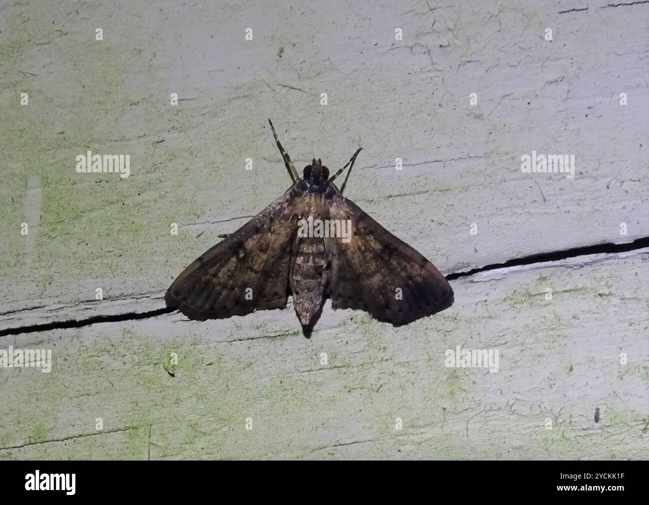 Dusky Herpetogramma Moth (Herpetogramma phaeopteralis) Insecta Stock ...