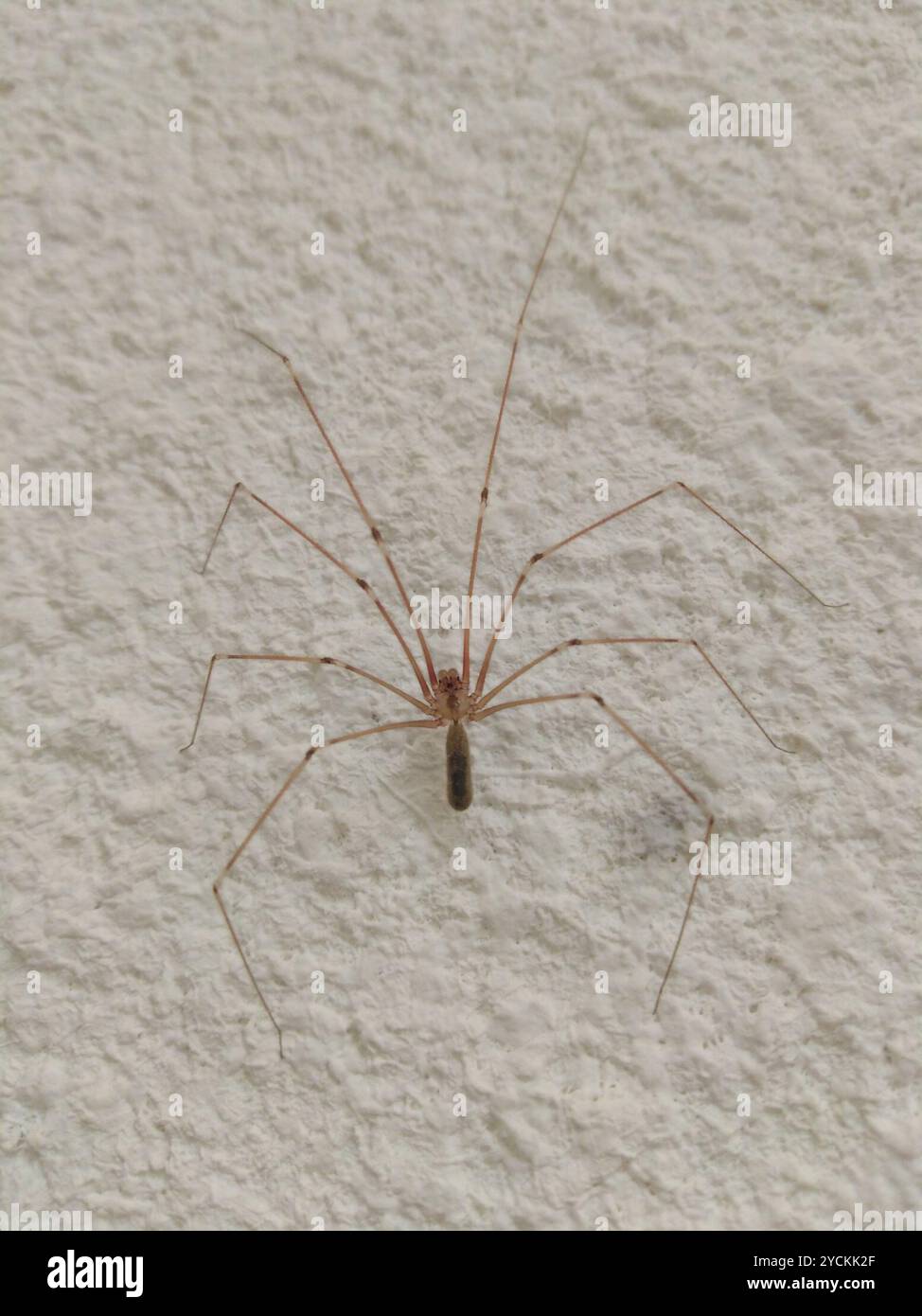 Long-bodied Cellar Spider (Pholcus phalangioides) Arachnida Stock Photo ...