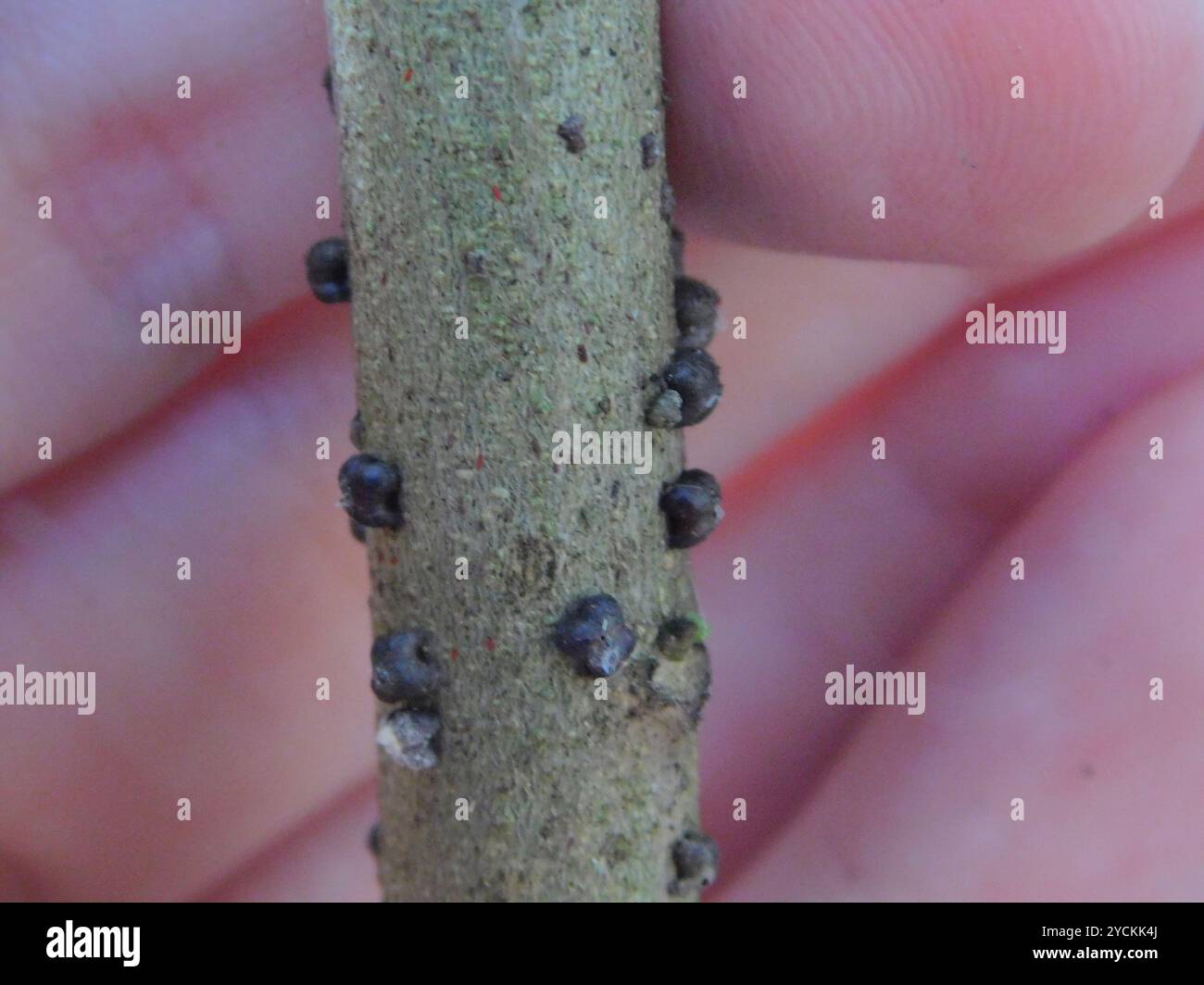 Lobate Lac Scale (Paratachardina pseudolobata) Insecta Stock Photo - Alamy