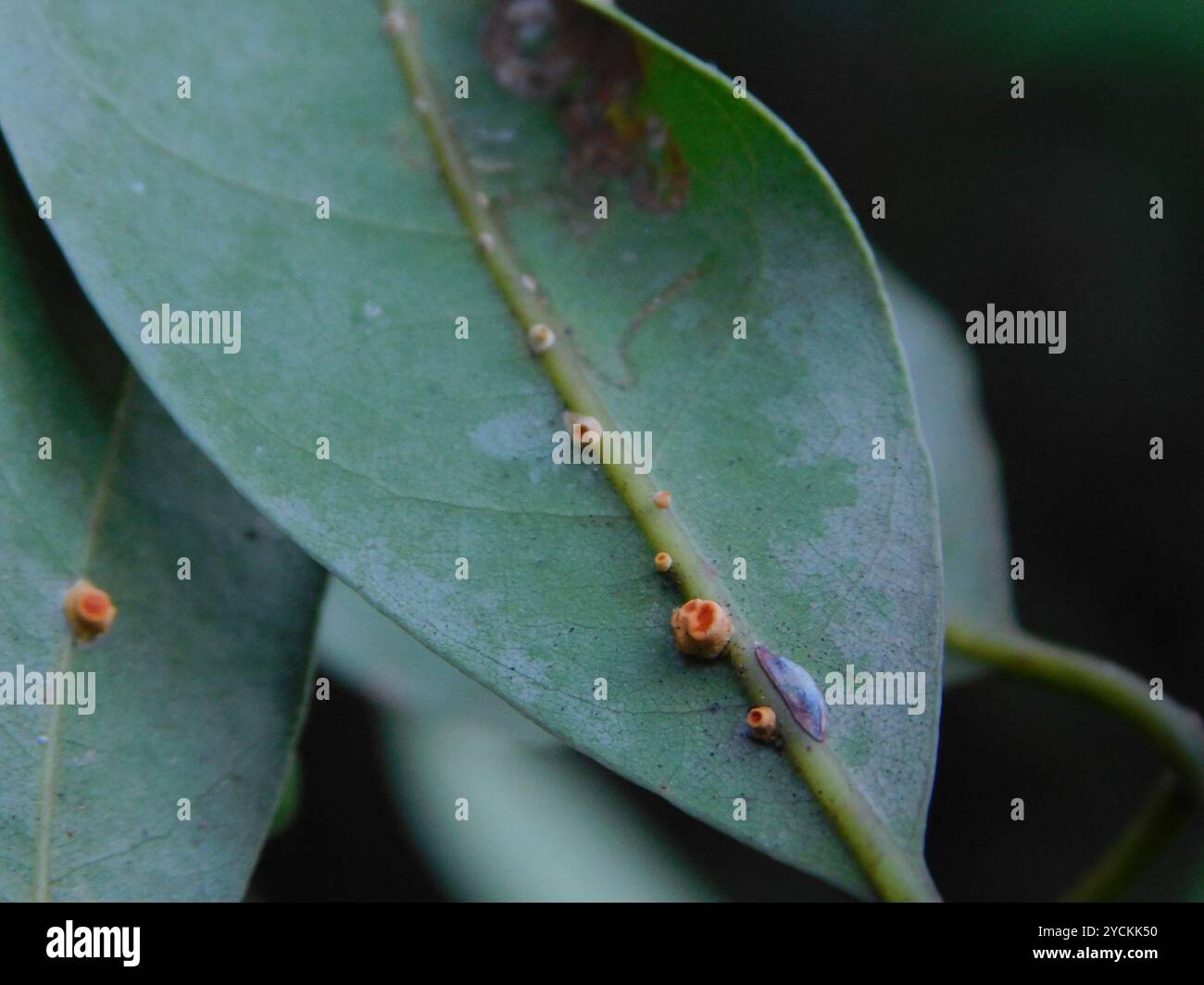 banana-shaped scale (Prococcus acutissimus) Insecta Stock Photo - Alamy