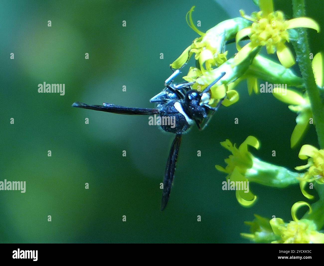 Fraternal Potter Wasp (Eumenes fraternus) Insecta Stock Photo - Alamy