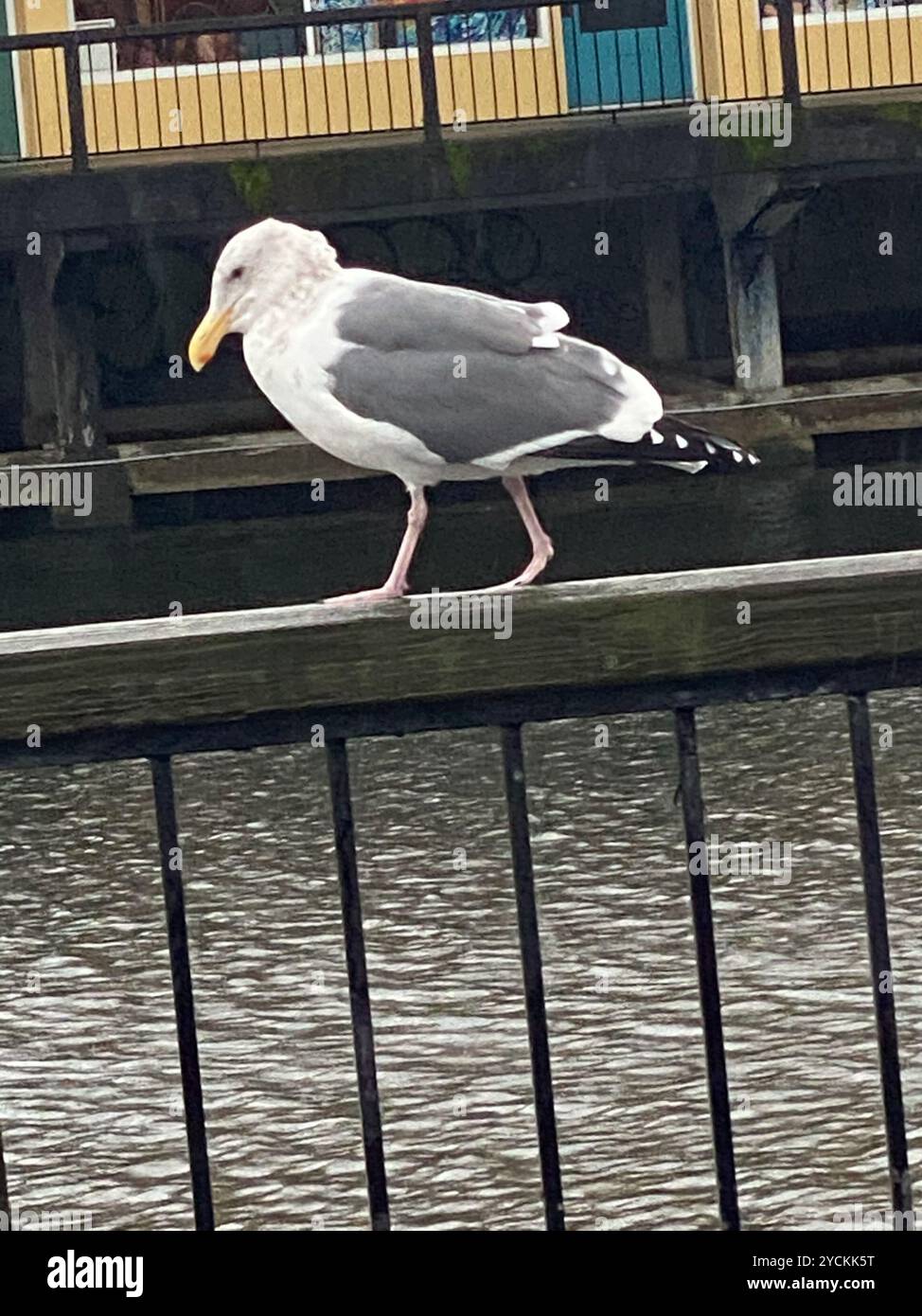 Olympic Gull (Larus glaucescens × occidentalis) Aves Stock Photo - Alamy