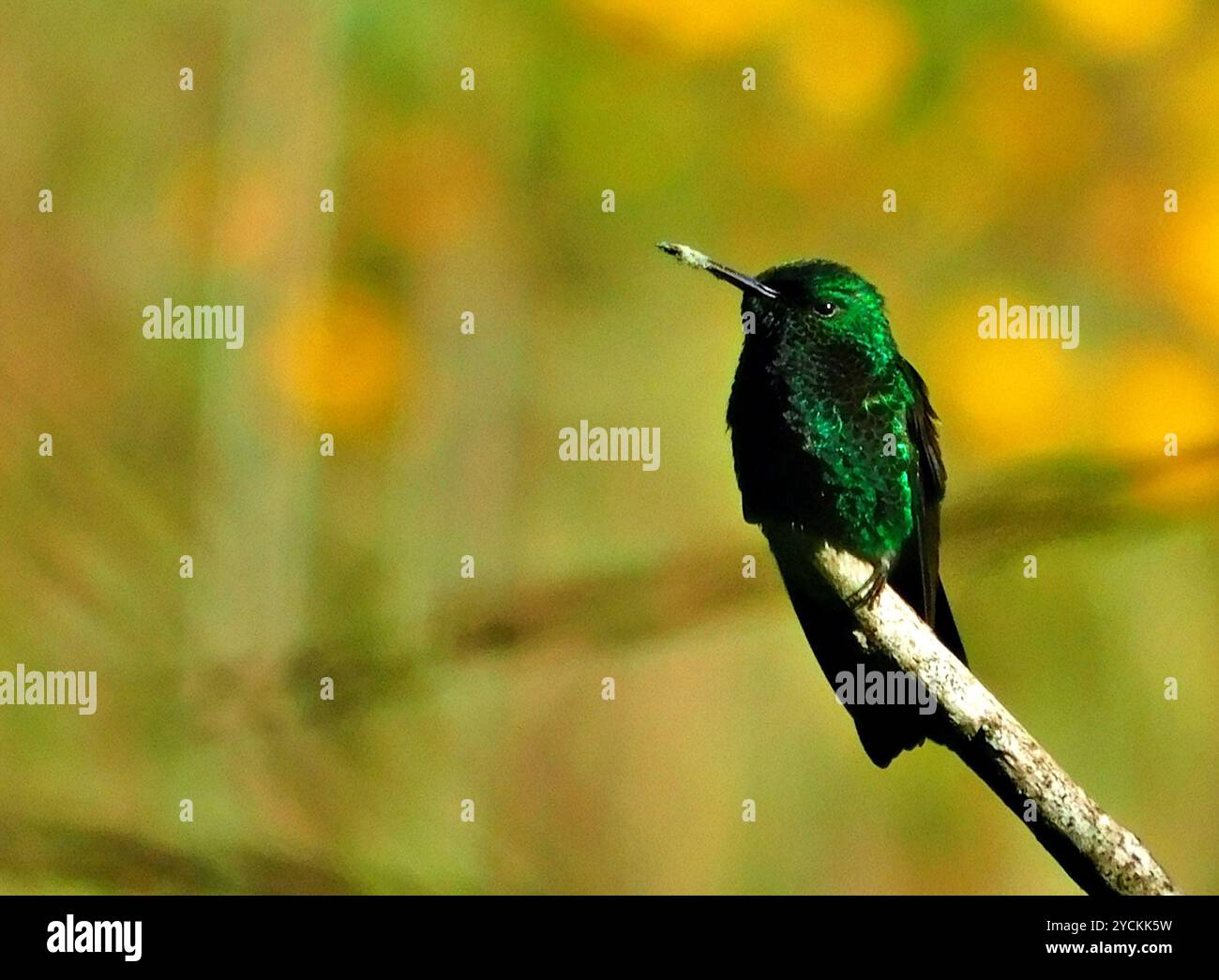 Emerald Hummingbirds and Allies (Trochilini) Aves Stock Photo - Alamy
