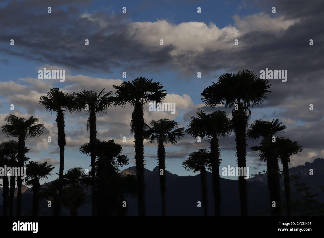 Sagome a hi-res stock photography and images - Alamy