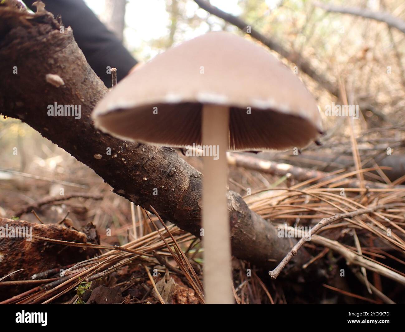 Tall Psathyrella (Psathyrella longipes) Fungi Stock Photo - Alamy