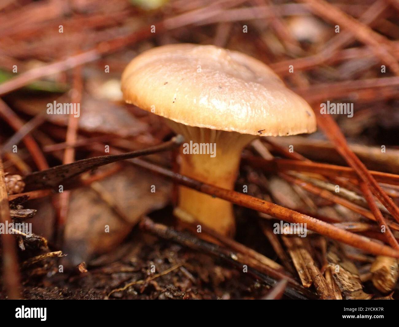 Brownish Chroogomphus (Chroogomphus rutilus) Fungi Stock Photo - Alamy