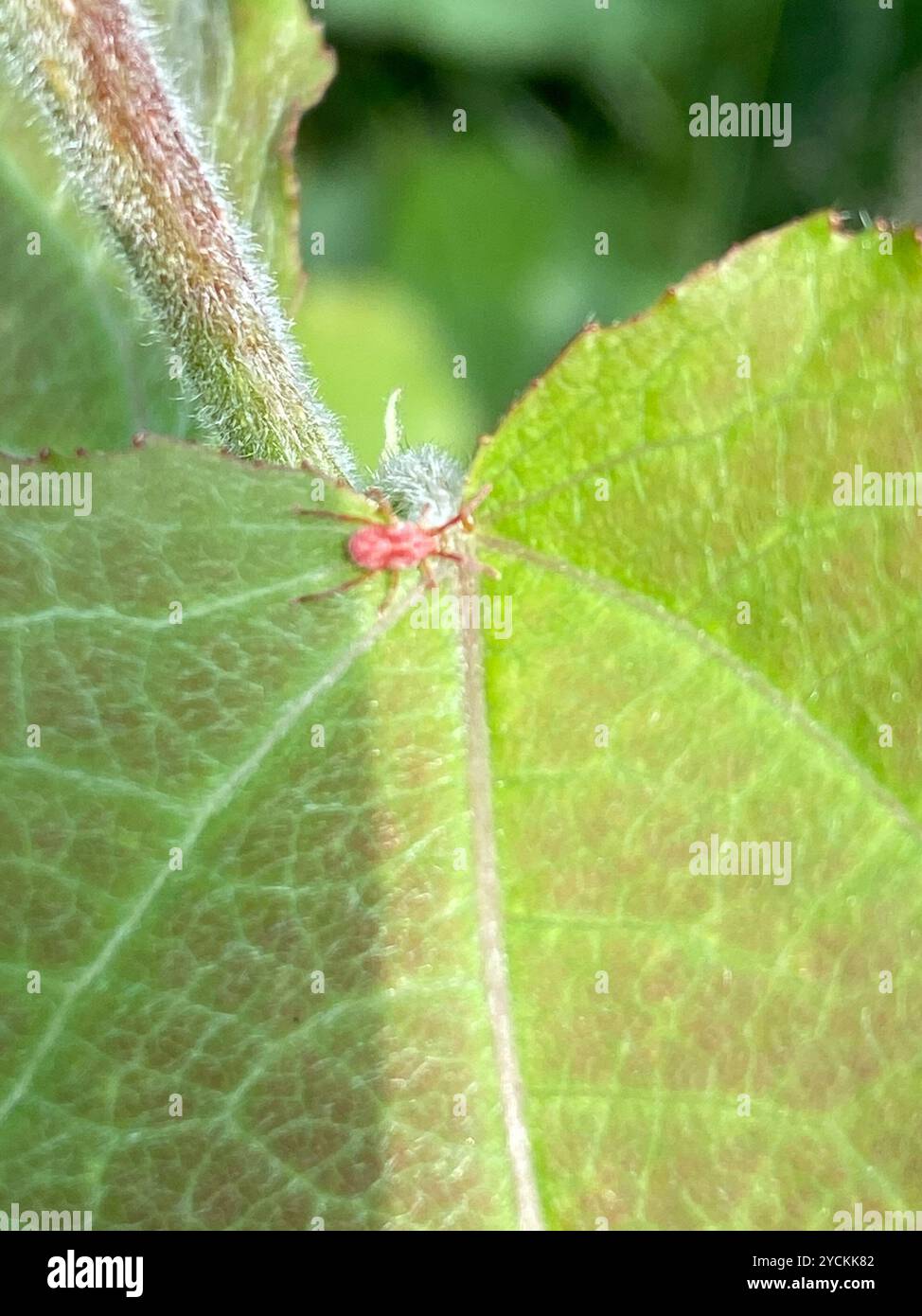 Mites and Ticks (Acari) Arachnida Stock Photo - Alamy