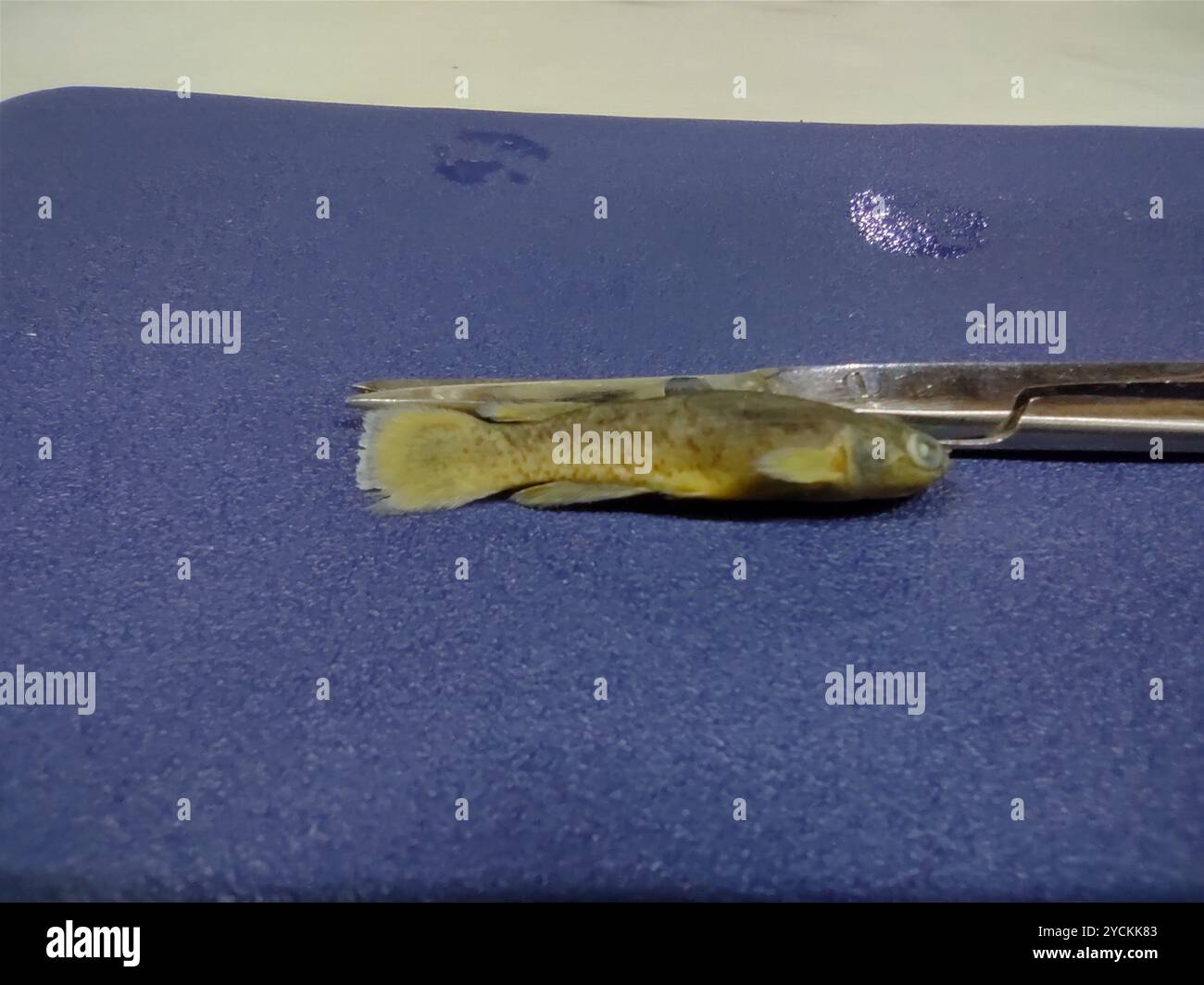 Ray-finned Fishes (Actinopterygii) Actinopterygii Stock Photo - Alamy