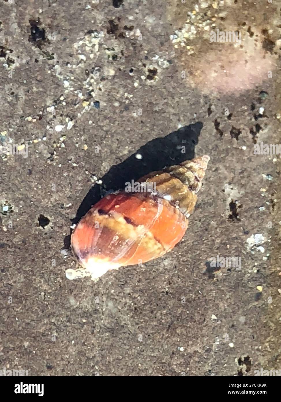 Variegate Amphissa (Amphissa versicolor) Mollusca Stock Photo - Alamy